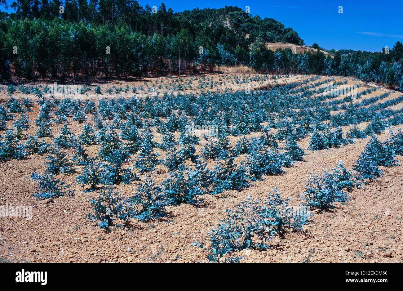 Eucalyptus Globulus High Resolution Stock Photography and Images - Alamy