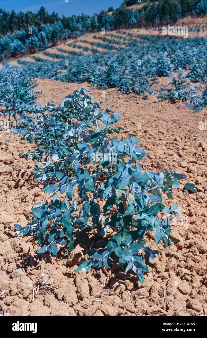 Eucalyptus Globulus High Resolution Stock Photography and Images - Alamy