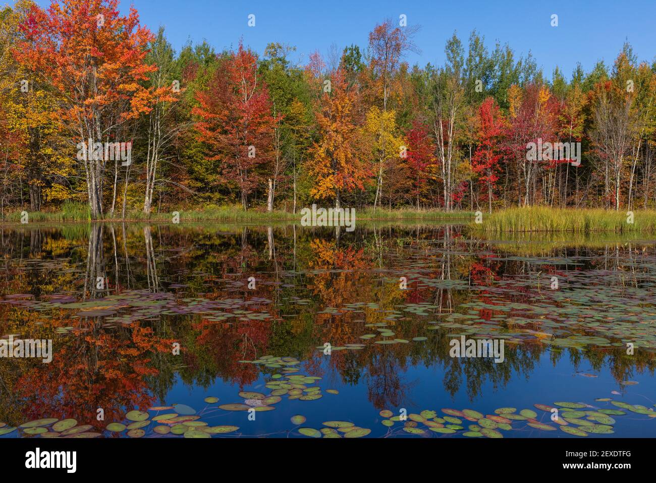 Autumn on a wilderness lake in northern Wisconsin Stock Photo - Alamy