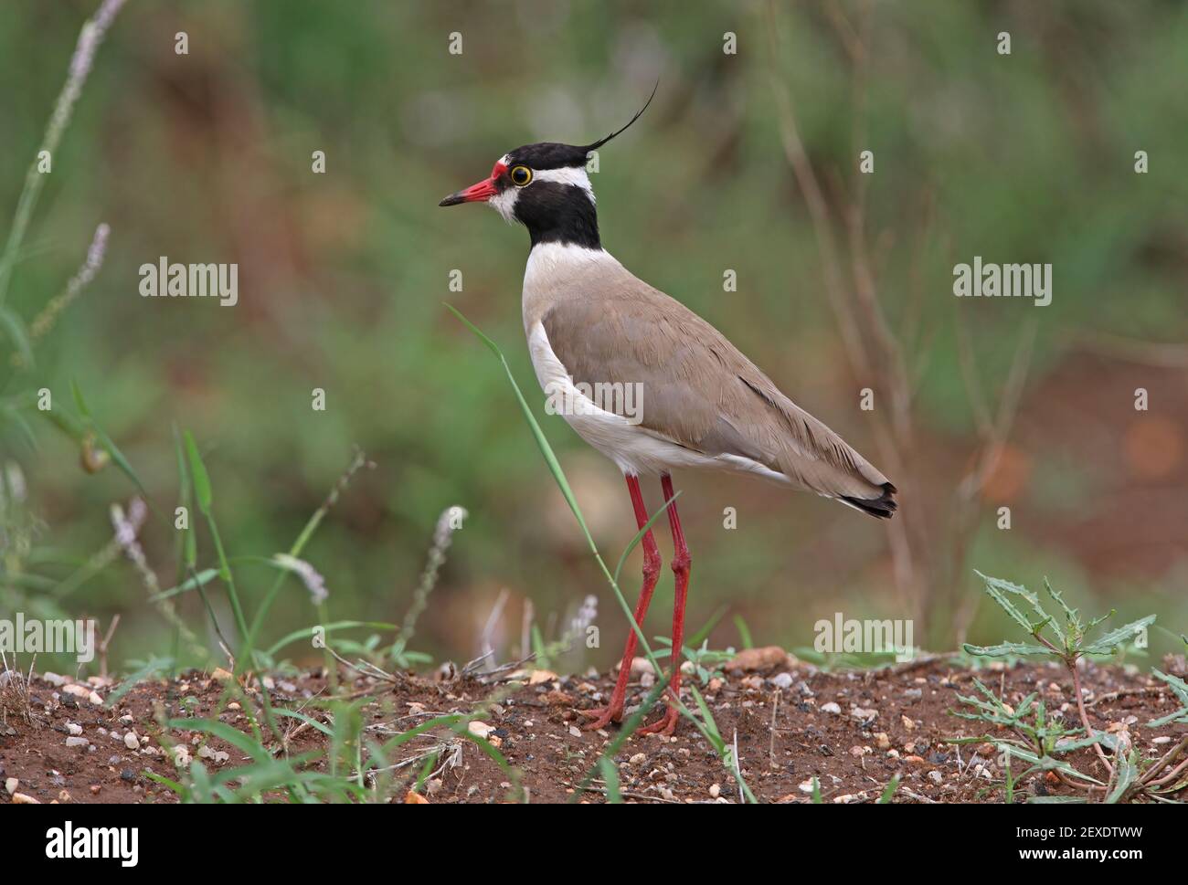 Black headed lapwing hi-res stock photography and images - Alamy