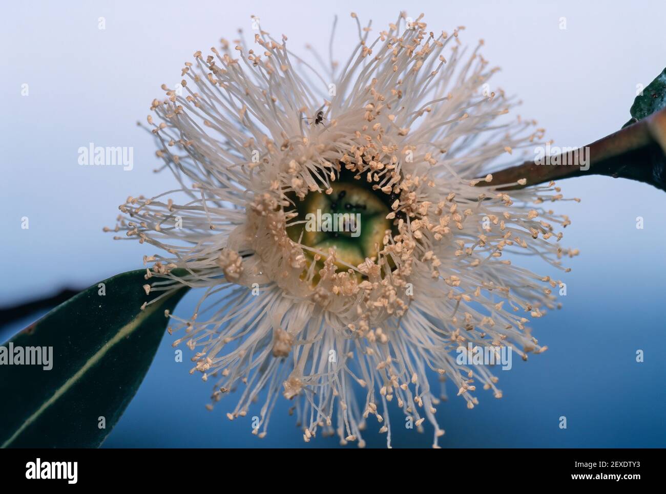 Blue Gum High Resolution Stock Photography and Images - Alamy