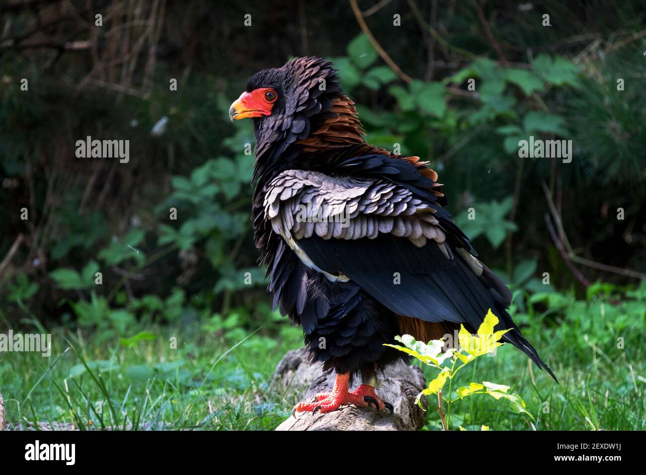 Bateleur eagle, Terathopius ecaudatus Stock Photo - Alamy