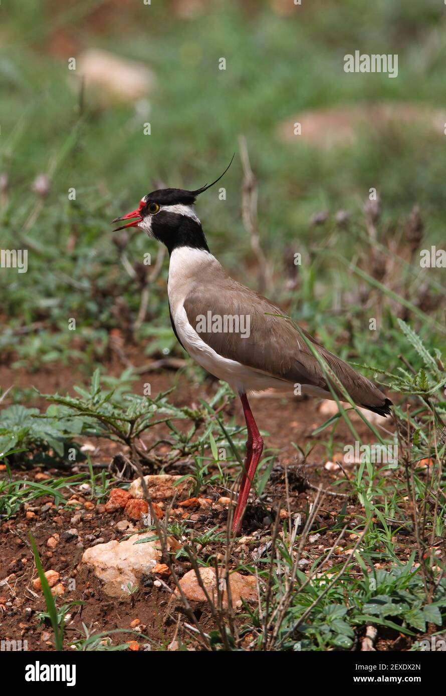 Black headed lapwing hi-res stock photography and images - Alamy