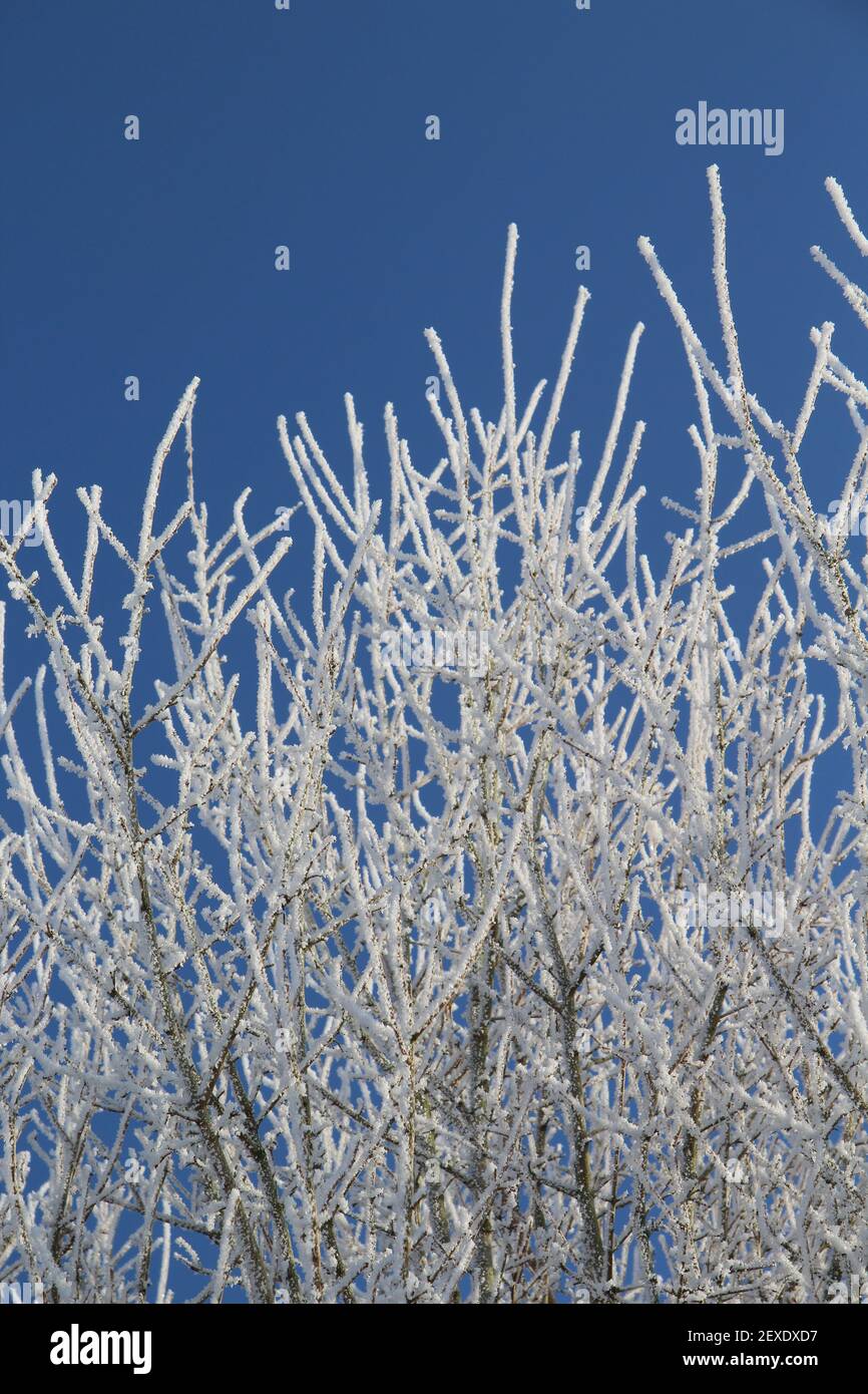 A vertical shot of branches covered in snow under a blue sky Stock ...