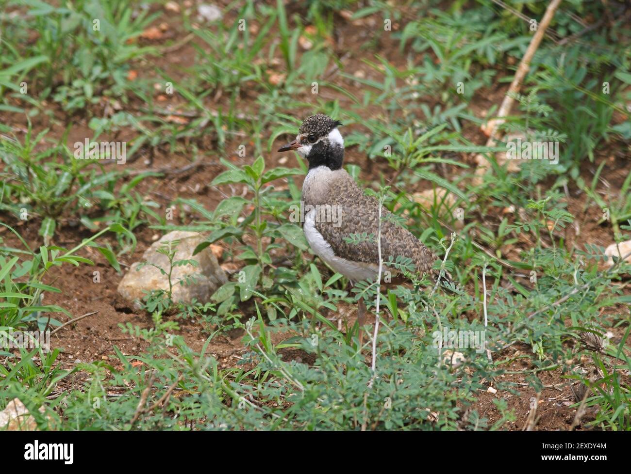 Vanellus Tectus High Resolution Stock Photography and Images - Alamy