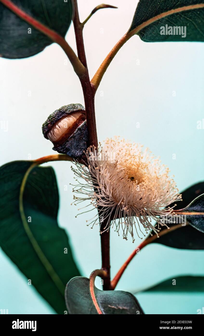 Blue Gum High Resolution Stock Photography and Images - Alamy