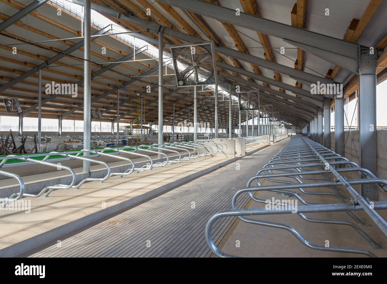 Construction of a new modern cowshed on the farm. Cowshed inside. New ...