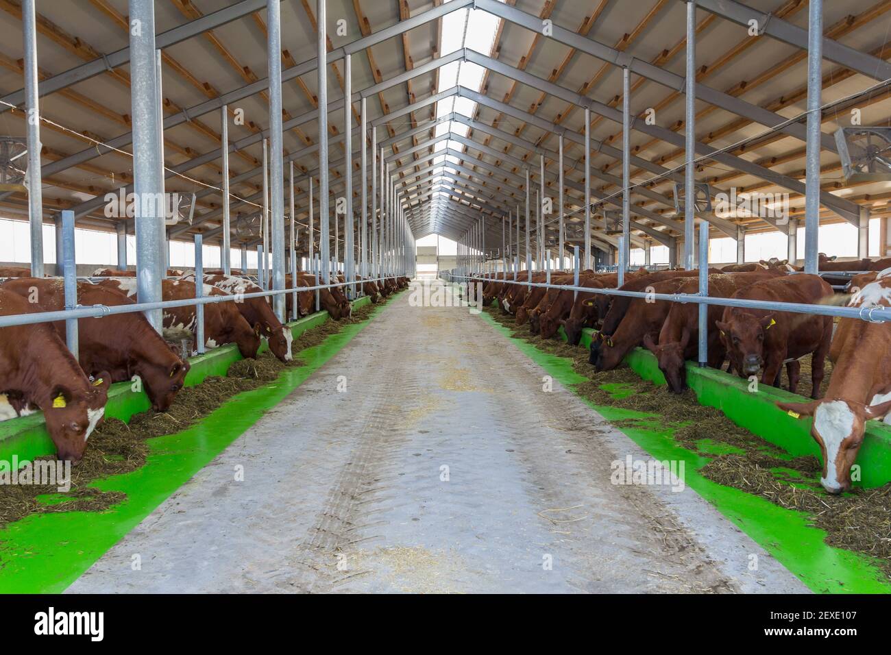 Cow farm agriculture hi-res stock photography and images - Alamy
