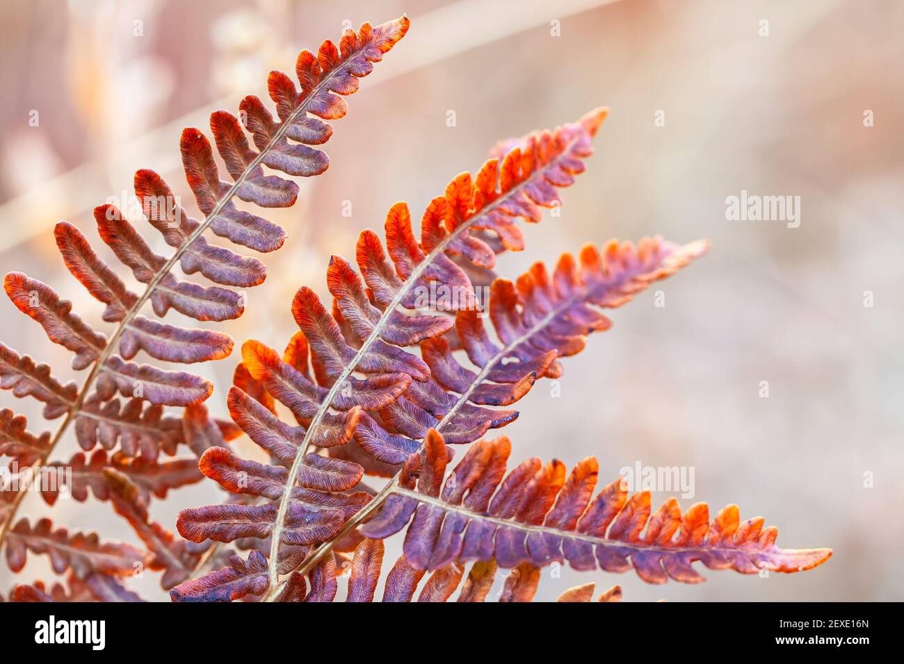 Common bracken hi-res stock photography and images - Alamy