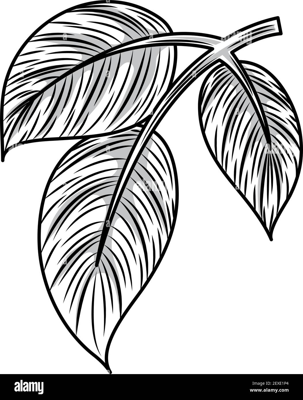 leaves stem foliage sketch icon Stock Vector Image & Art - Alamy