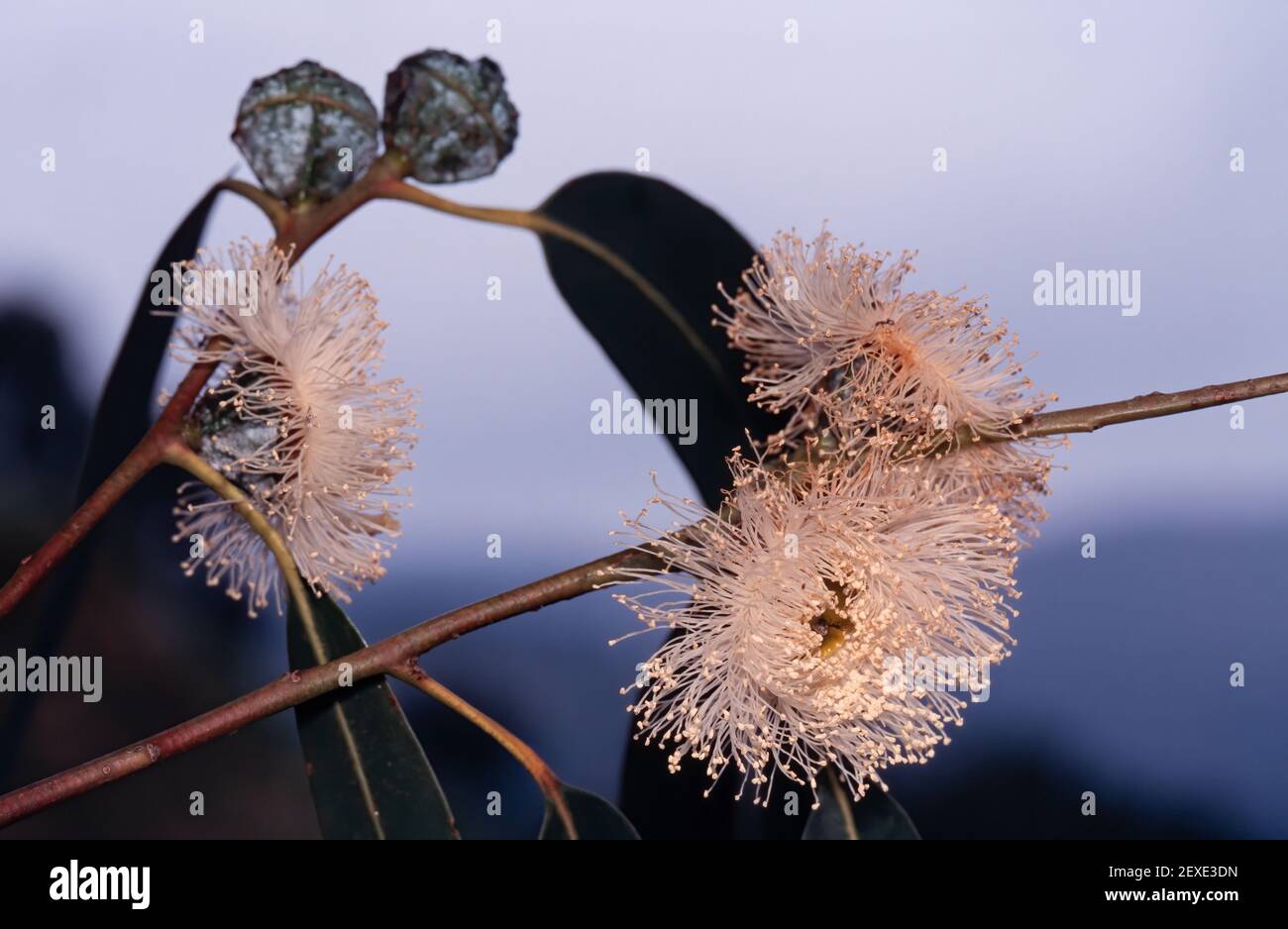 Blue Gum High Resolution Stock Photography and Images - Alamy