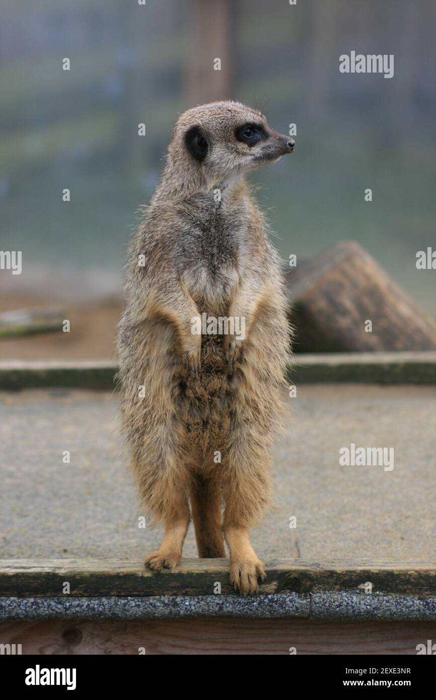 Posing Meerkat High Resolution Stock Photography and Images - Alamy