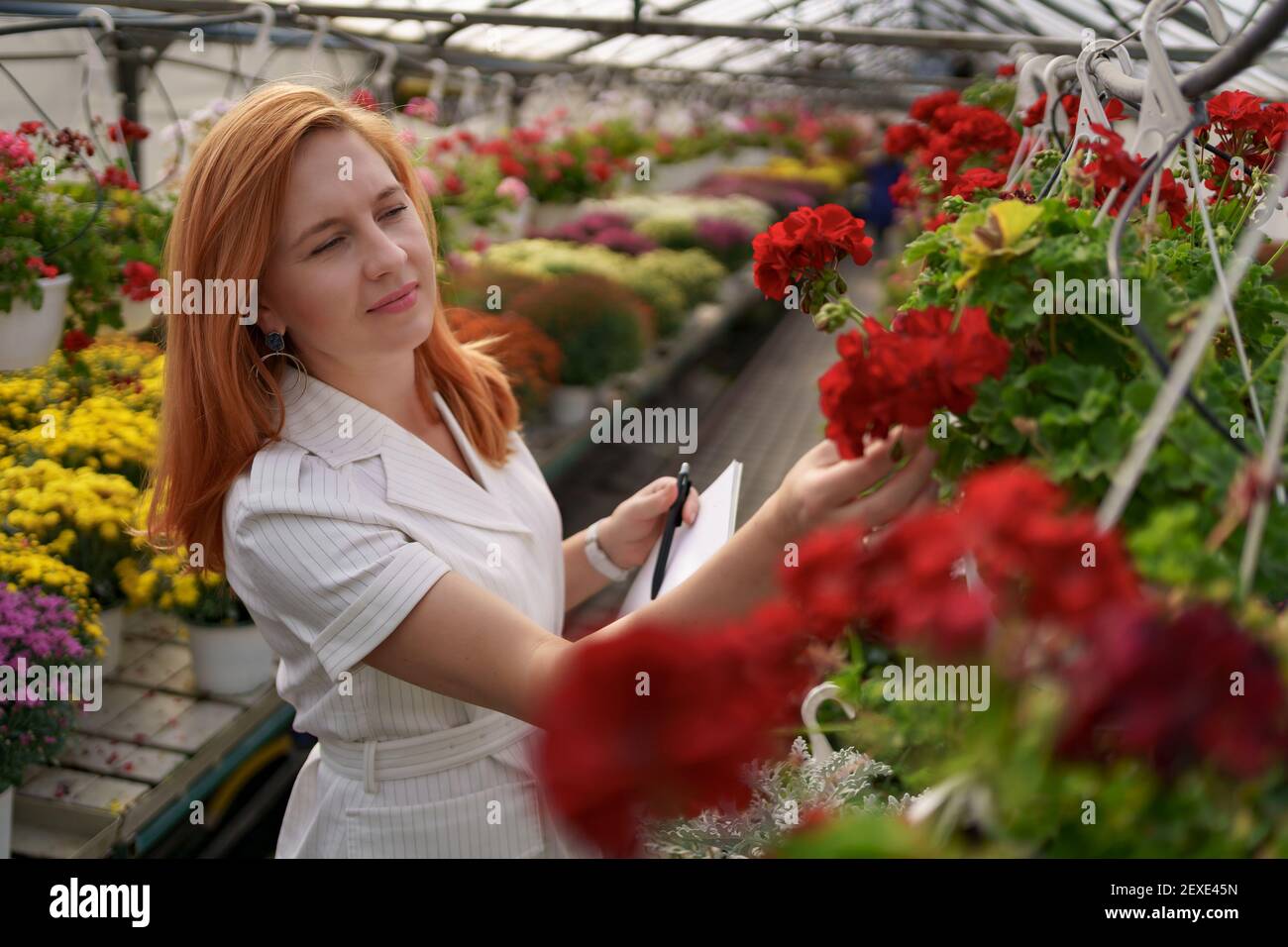 Smart greenhouse control. Female worker inspects red flowers and note data at daylight Stock ...
