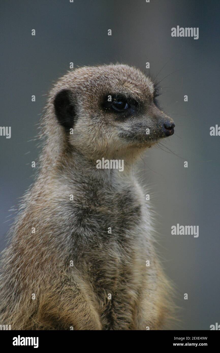 Posing Meerkat High Resolution Stock Photography and Images - Alamy
