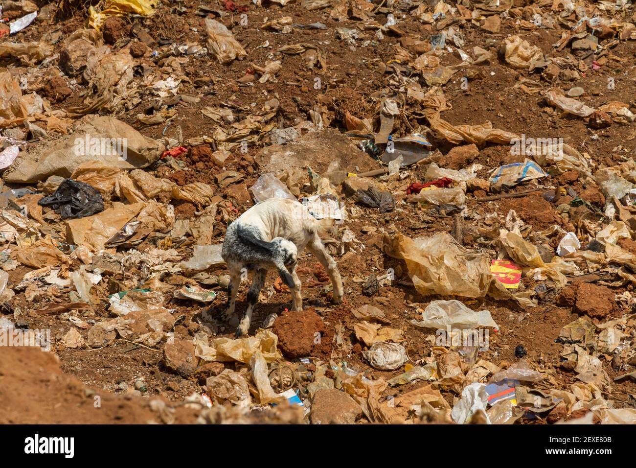 Goat eating trash hi-res stock photography and images - Alamy