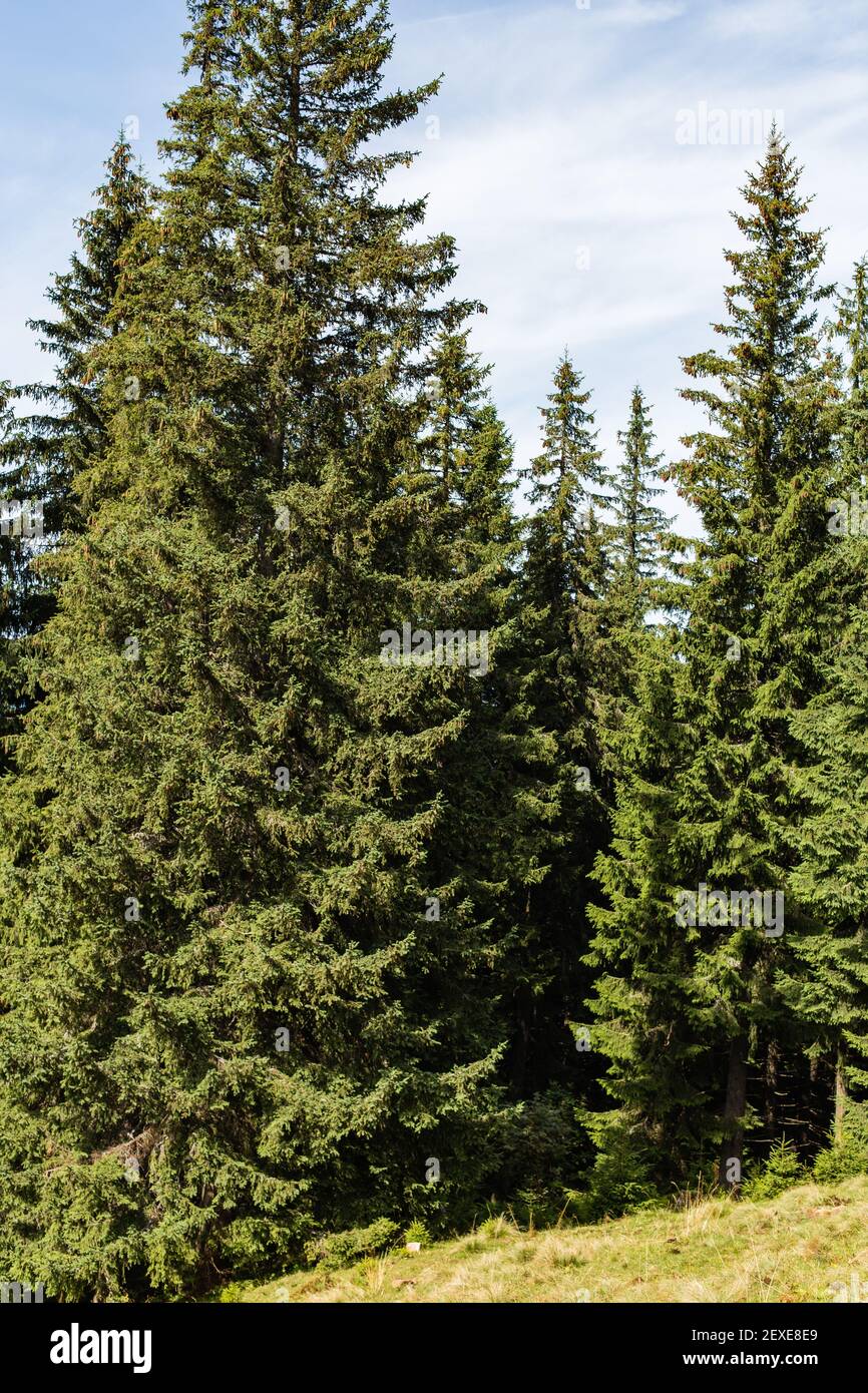 A vertical of the tall spruce trees on the grassy hill under the cloudy sky Stock Photo - Alamy