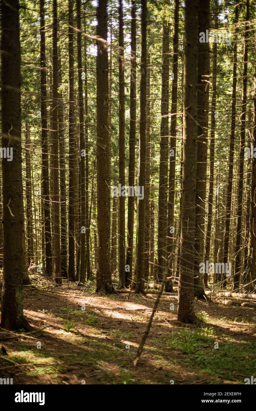 A vertical shot of beautiful tall trees in the forest Stock Photo - Alamy