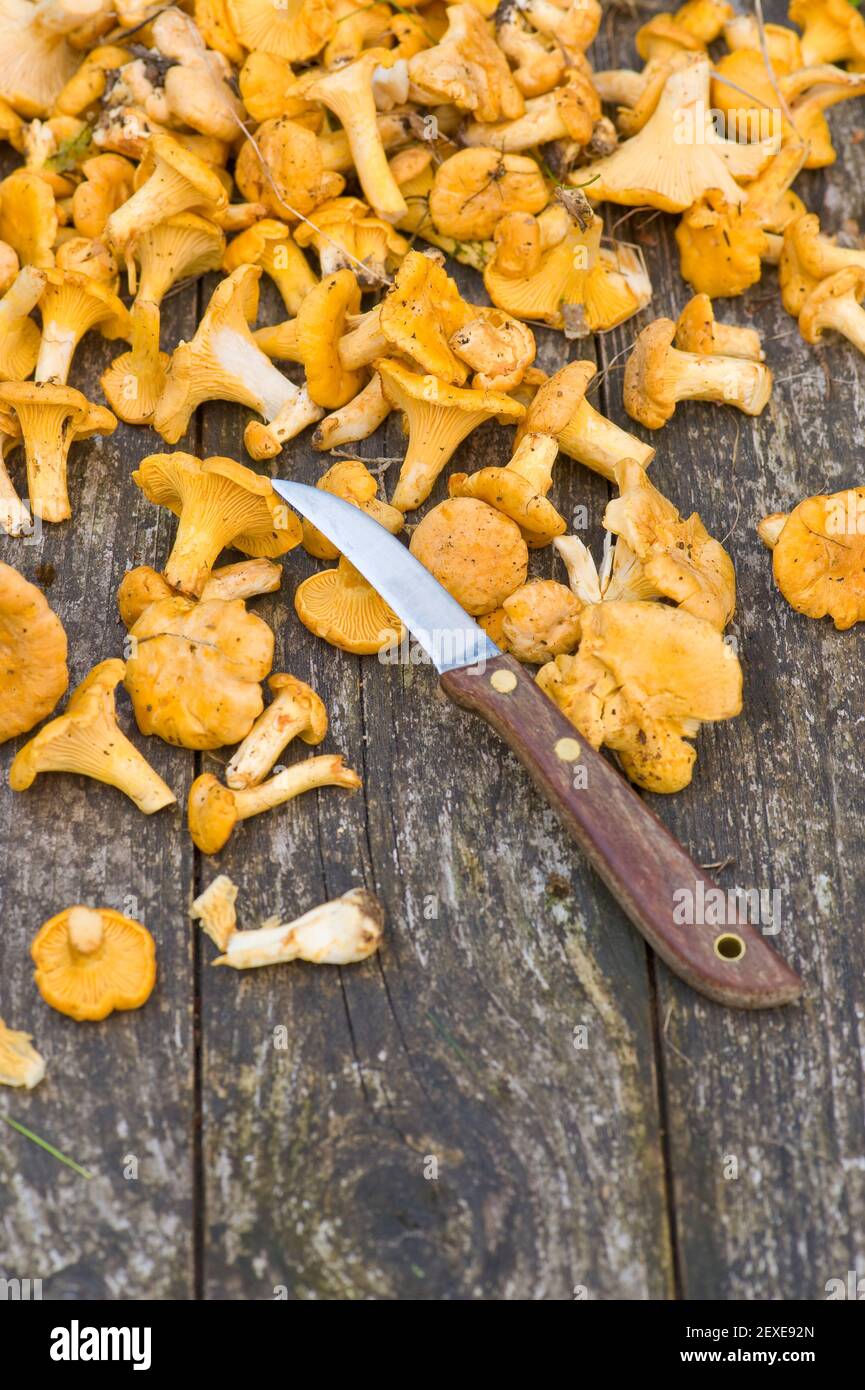 Fresh Chantarelle Mushrooms Stock Photo - Alamy