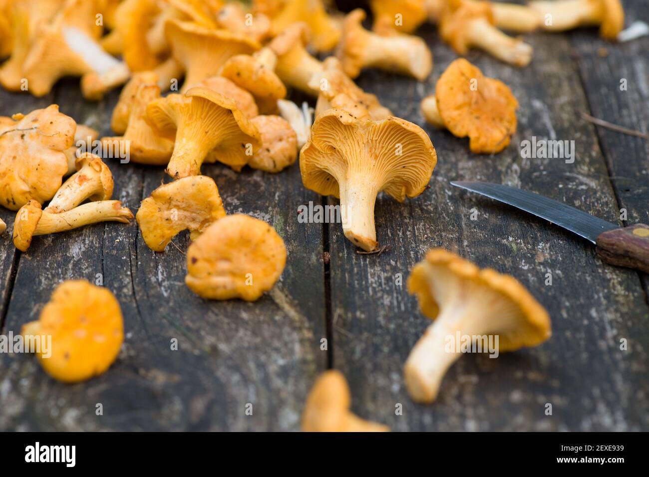 Fresh Chantarelle Mushrooms Stock Photo - Alamy