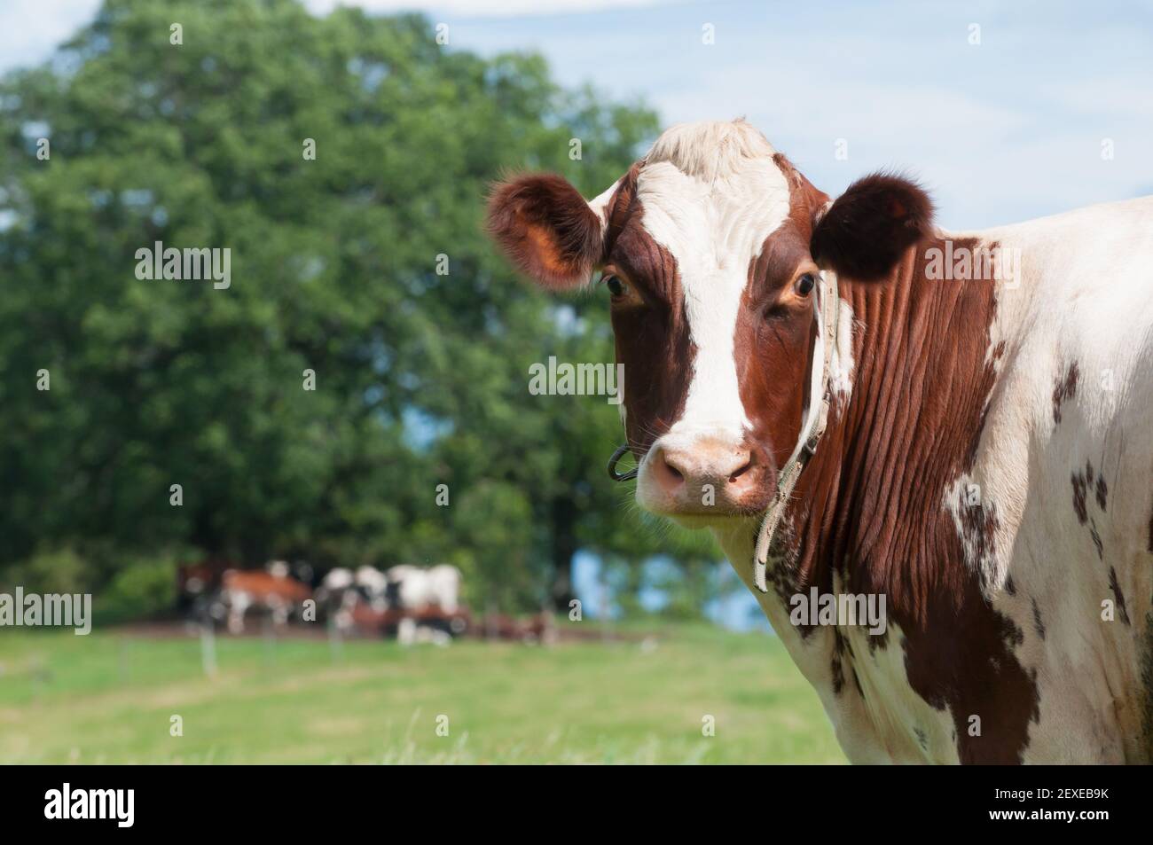 Stupid cow hi-res stock photography and images - Alamy