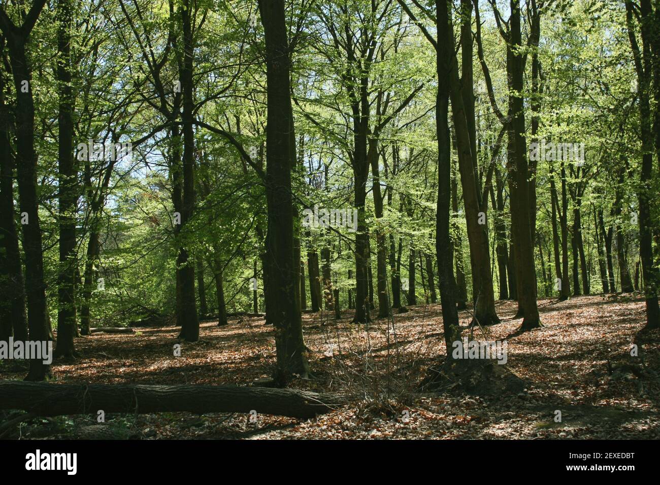 German forest during spring hi-res stock photography and images - Alamy
