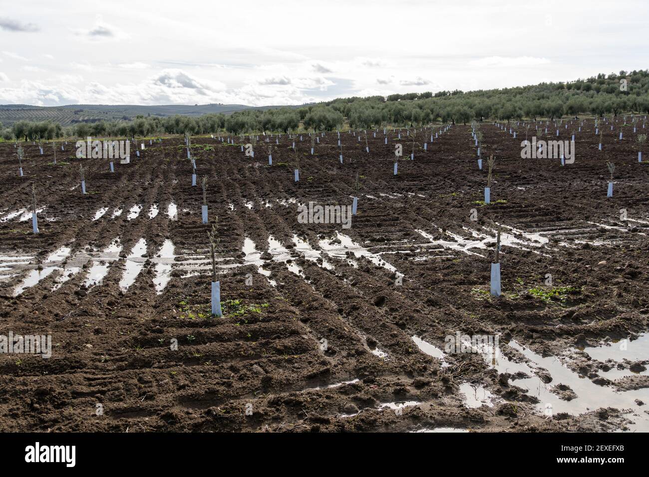 Stock photo of farmland with mud after rainy day Stock Photo - Alamy