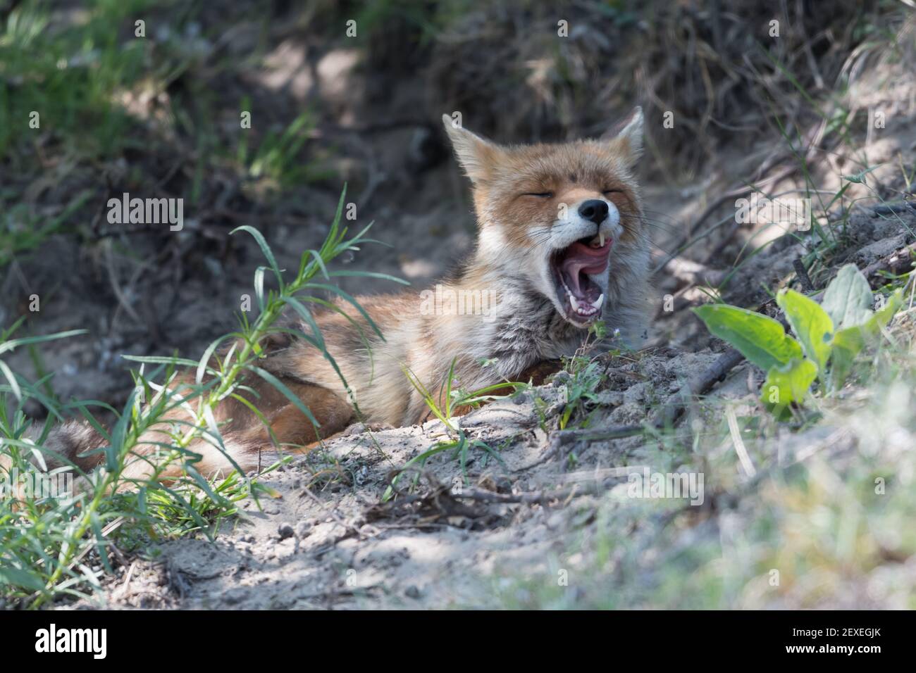 Red fox is relaxing in the sand, photographed in the dunes of the ...