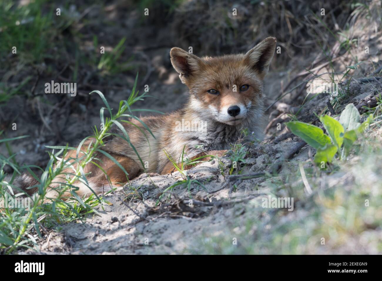Red fox is relaxing in the sand, photographed in the dunes of the ...