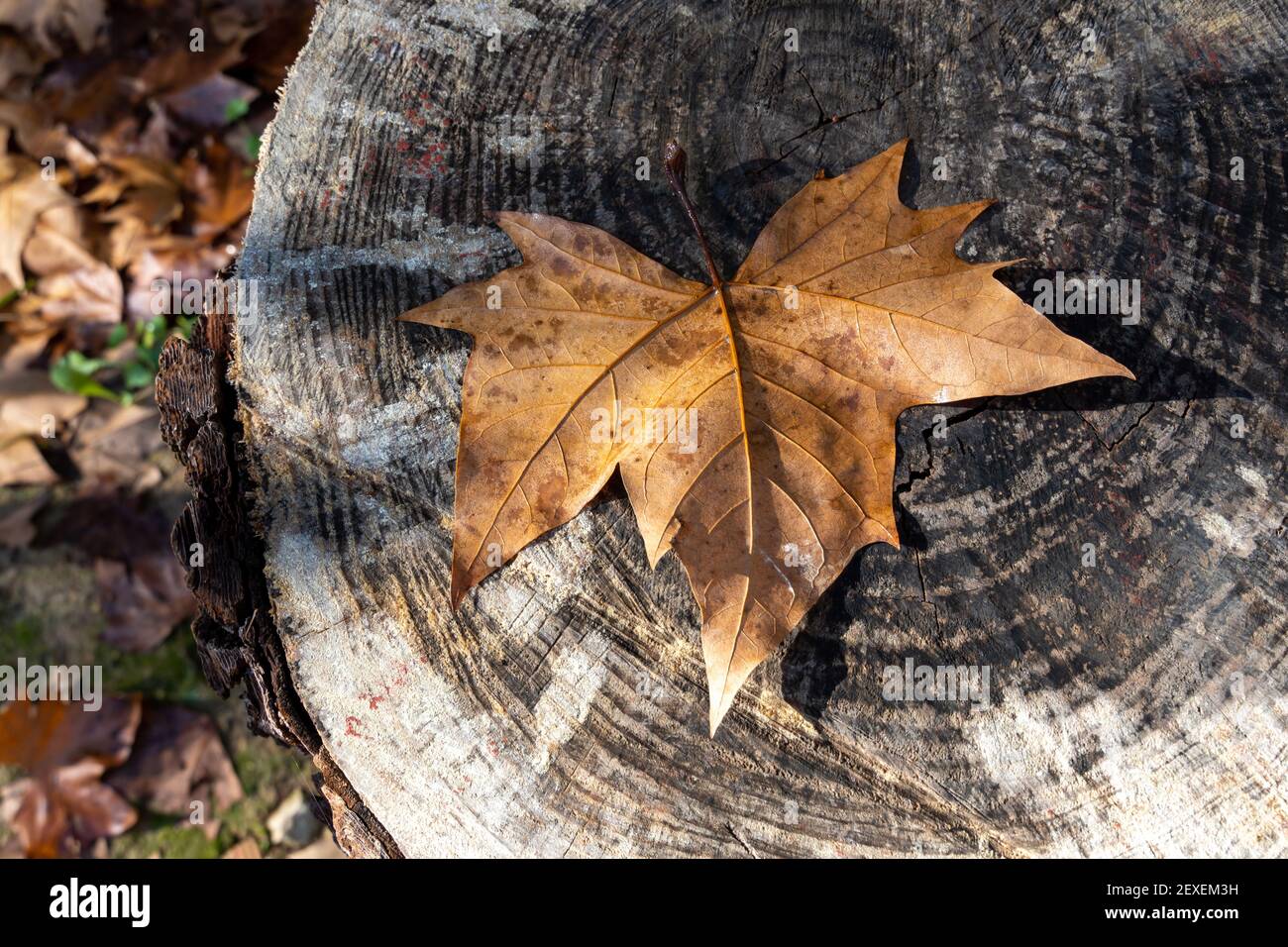 Stock photo of autumn fallen leaf in the forest on a wooden log Stock ...