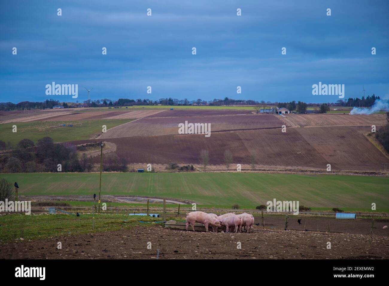 Scottish pig farm hi-res stock photography and images - Alamy