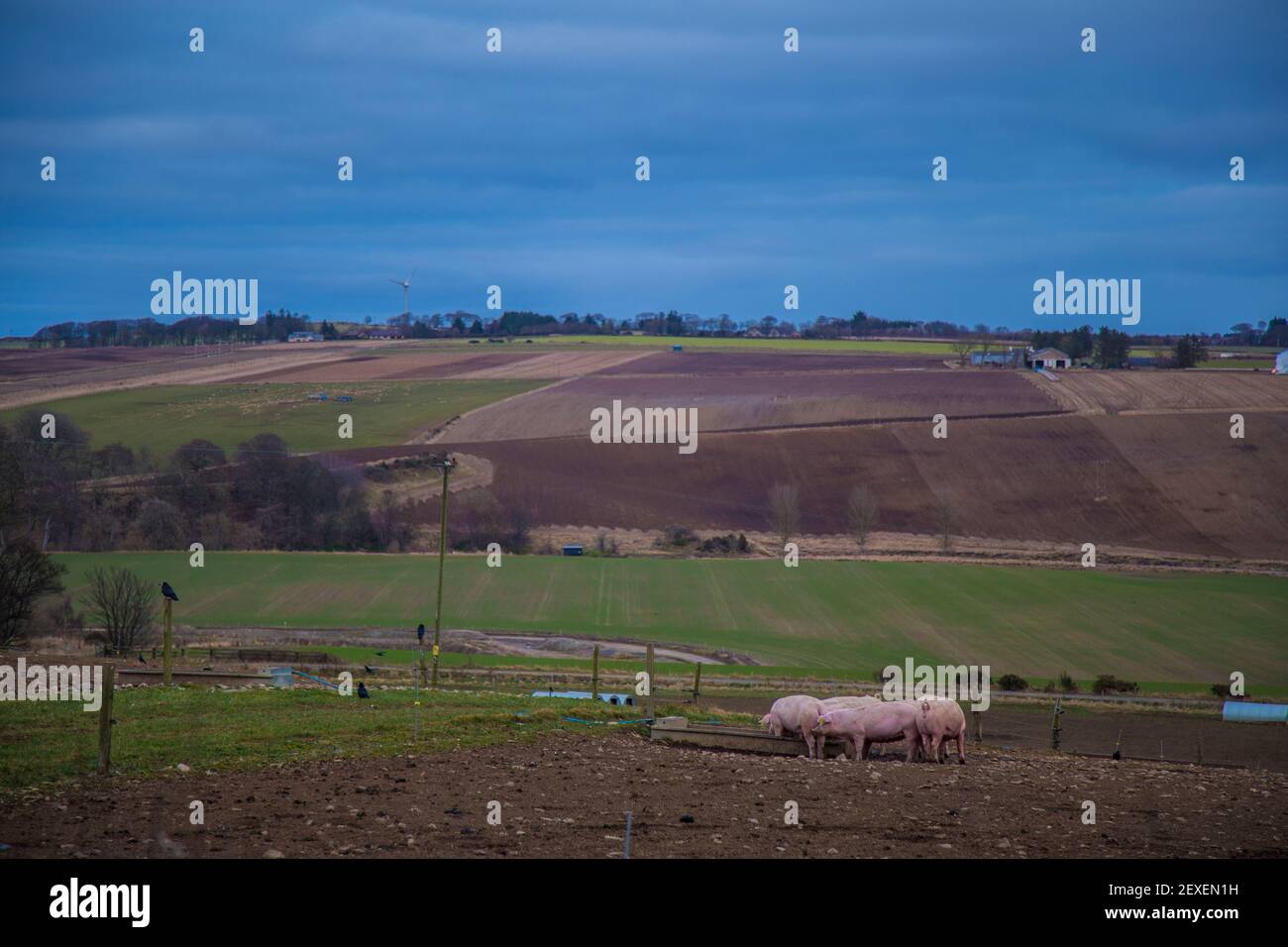 Rural life and pigs hi-res stock photography and images - Alamy