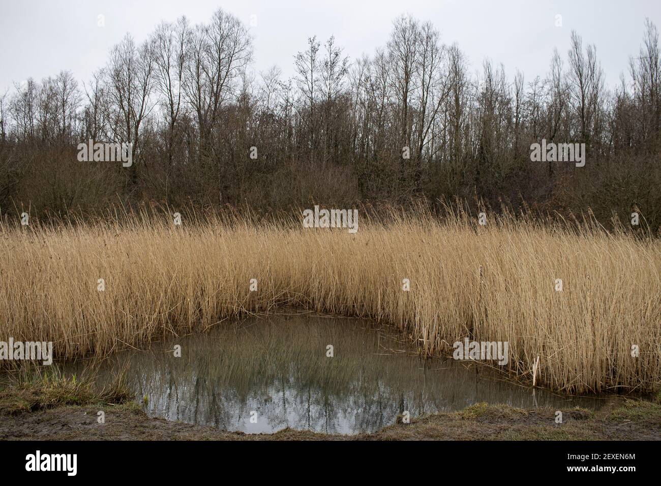 Water Reeds at the Parc Slip Nature Reserve on the 4th March 2021 ...