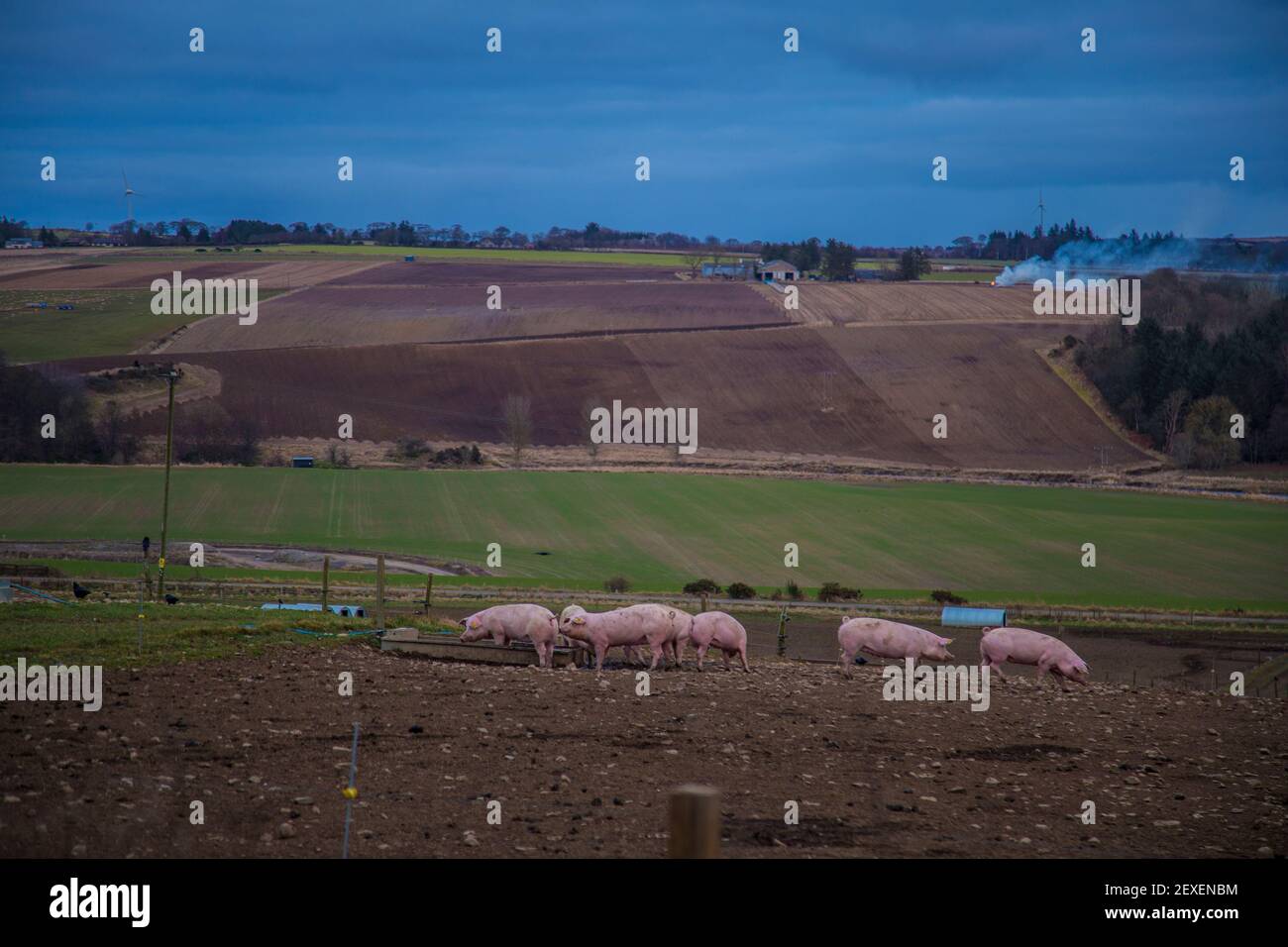 Scottish pig farm hi-res stock photography and images - Alamy