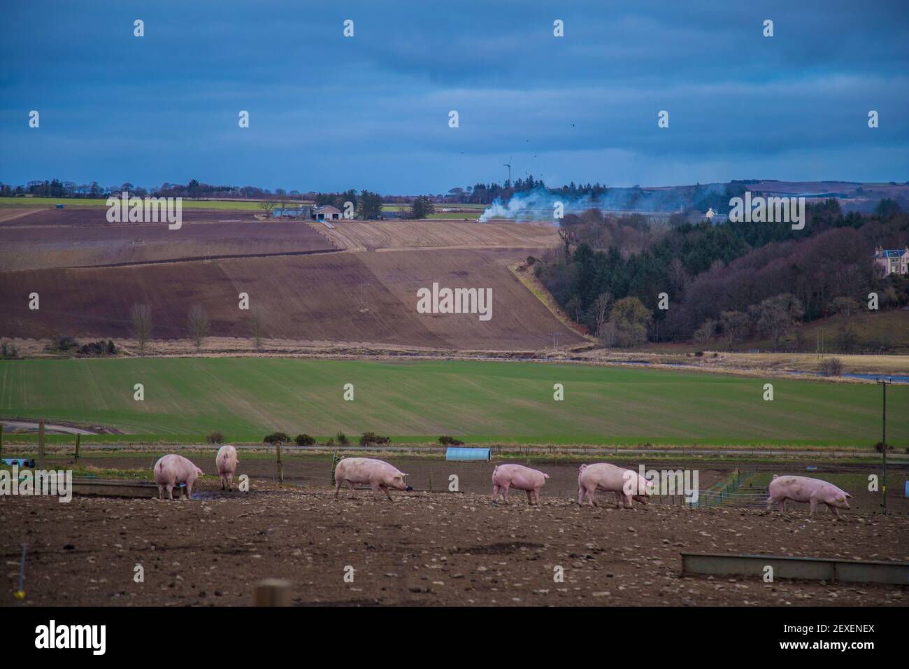 Scotland agriculture hi-res stock photography and images - Alamy