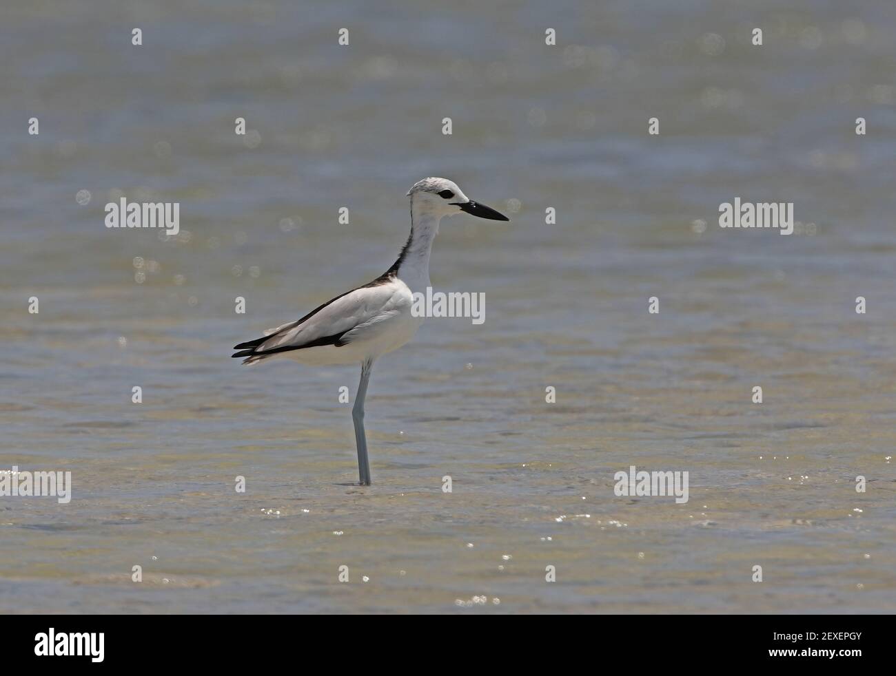 Crab Plover (Dromas ardeola) adult standing in shallow water Mida Creek ...