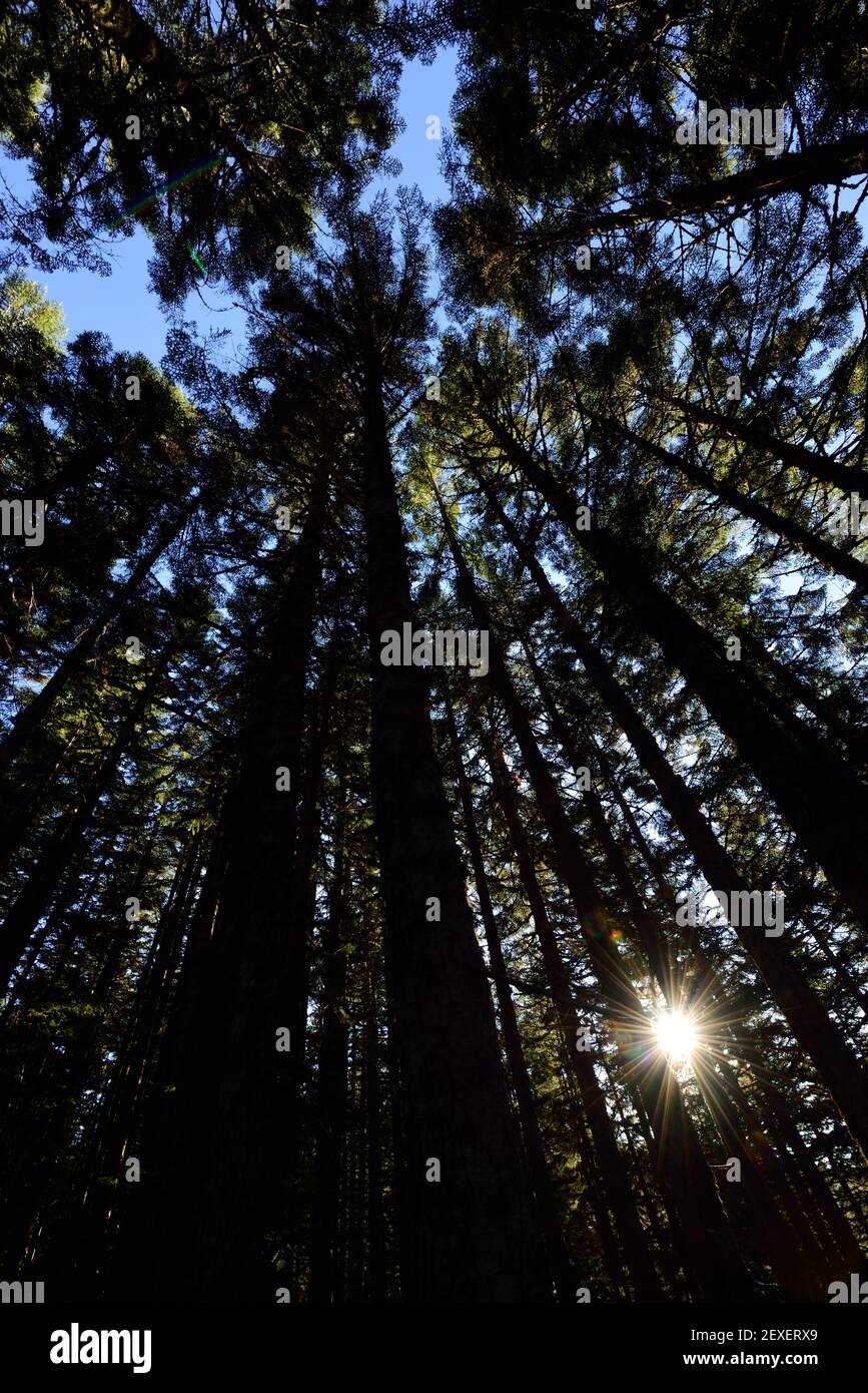 The afternoon sun bursts through fir trees in the Salmon-Huckleberry ...