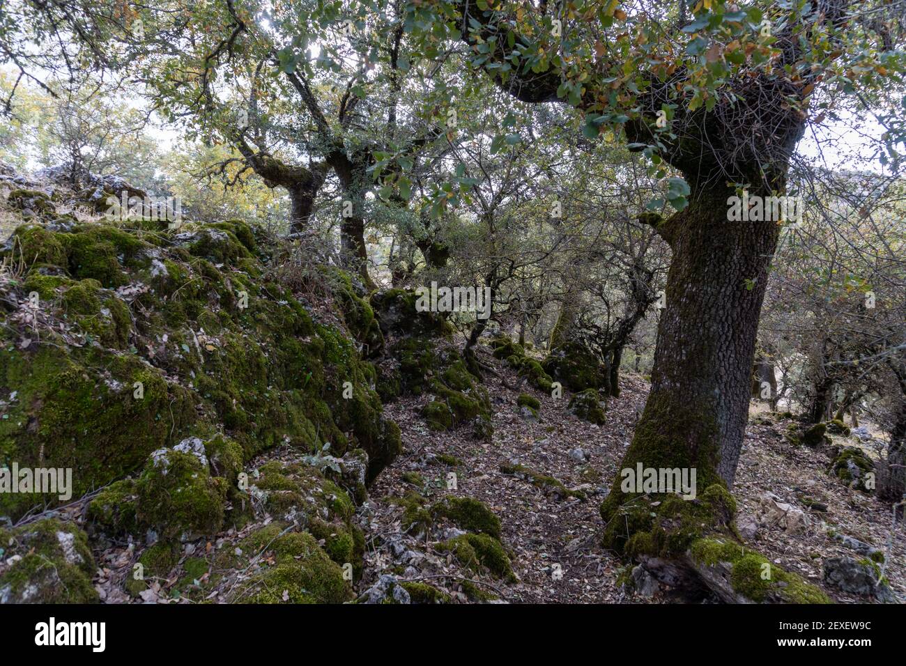 Stock photo of tree branches and rocks covered by moss in the ...