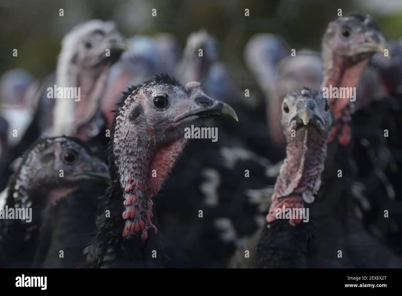 Free range turkeys at David McEvoys farm from Termonfeckin Delicious ...