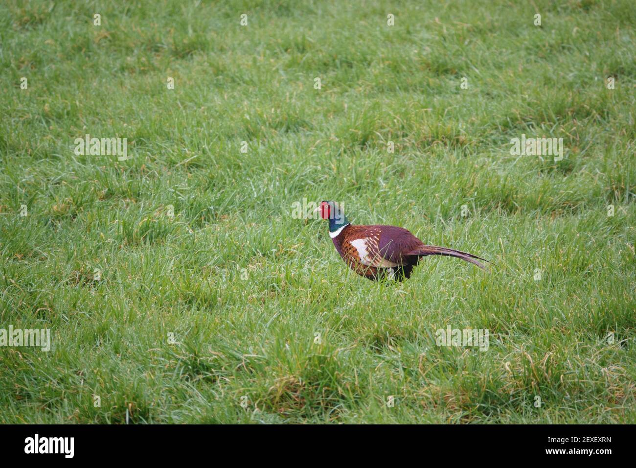 pheasant feeding in lush green grass Stock Photo - Alamy