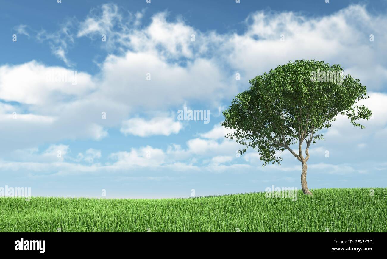 Tree on the grass Stock Photo - Alamy