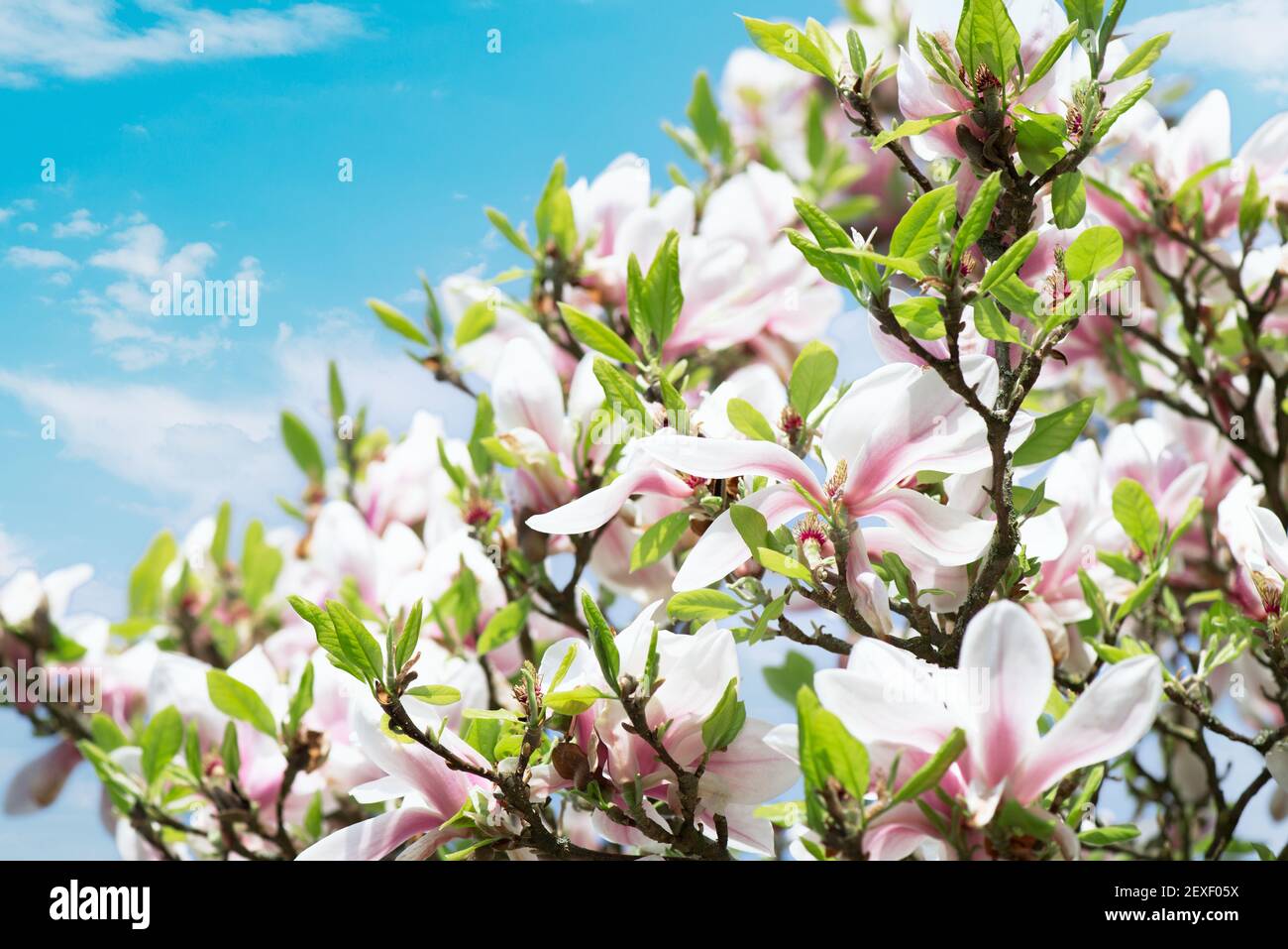 Beautiful White Magnolia Tree with Blooming Flowers during Springtime ...