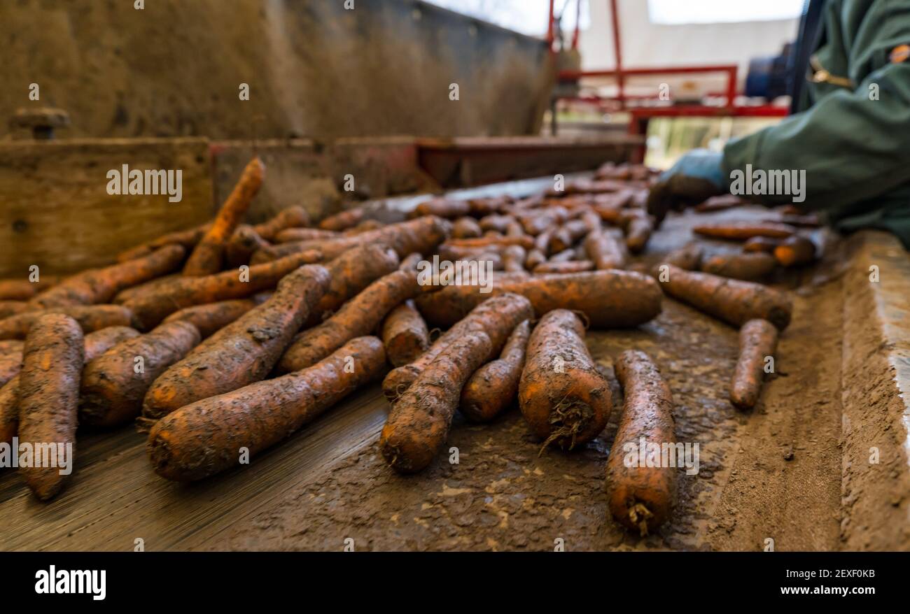 Discarding hi-res stock photography and images - Alamy