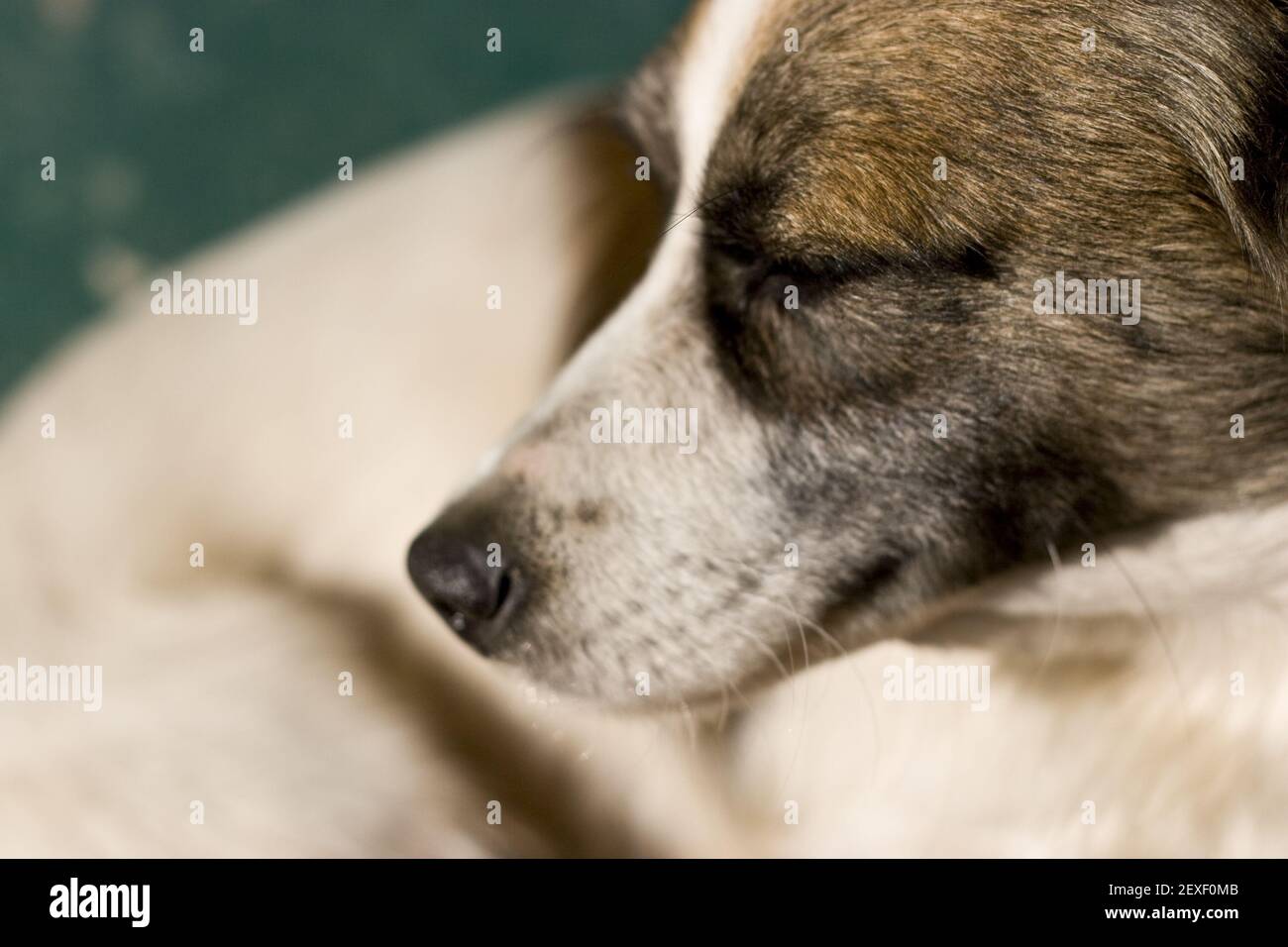 Sad eyes of a little dog Stock Photo - Alamy