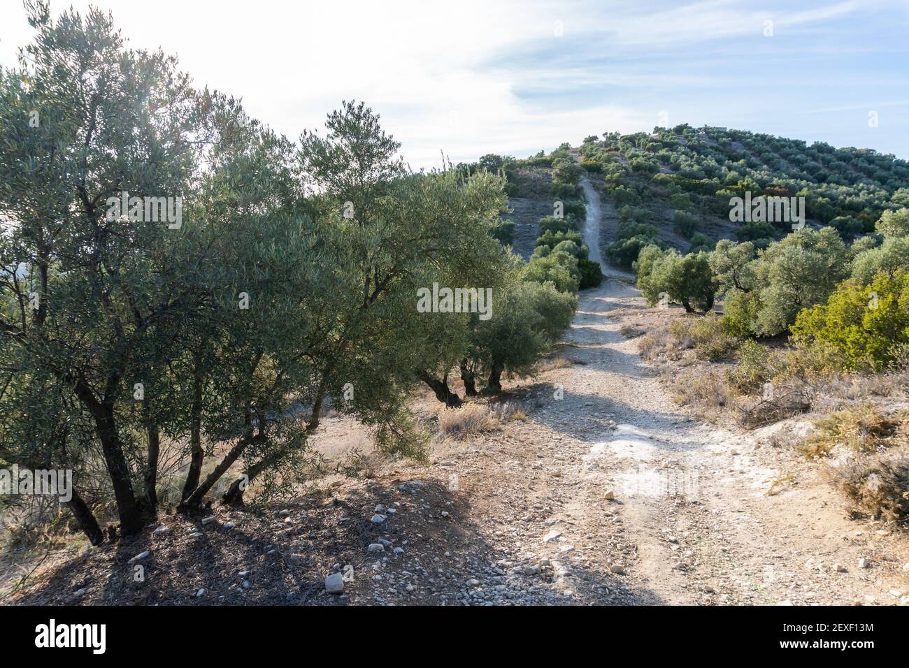 Stock photo of natural pathway in the forest surrounded by olive trees ...