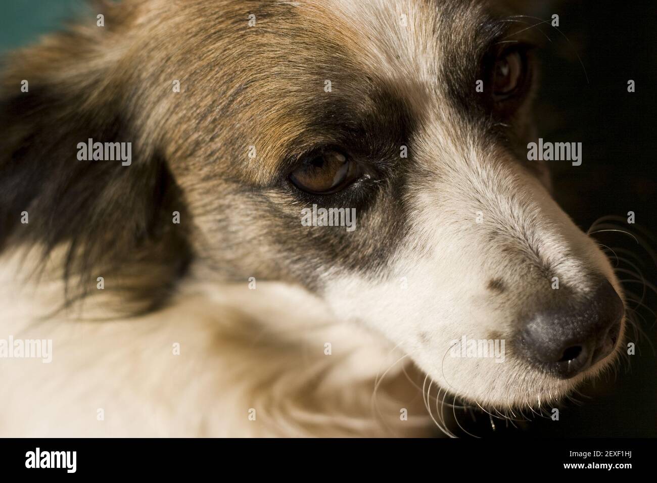 Sad Dog Eyes High Resolution Stock Photography and Images - Alamy