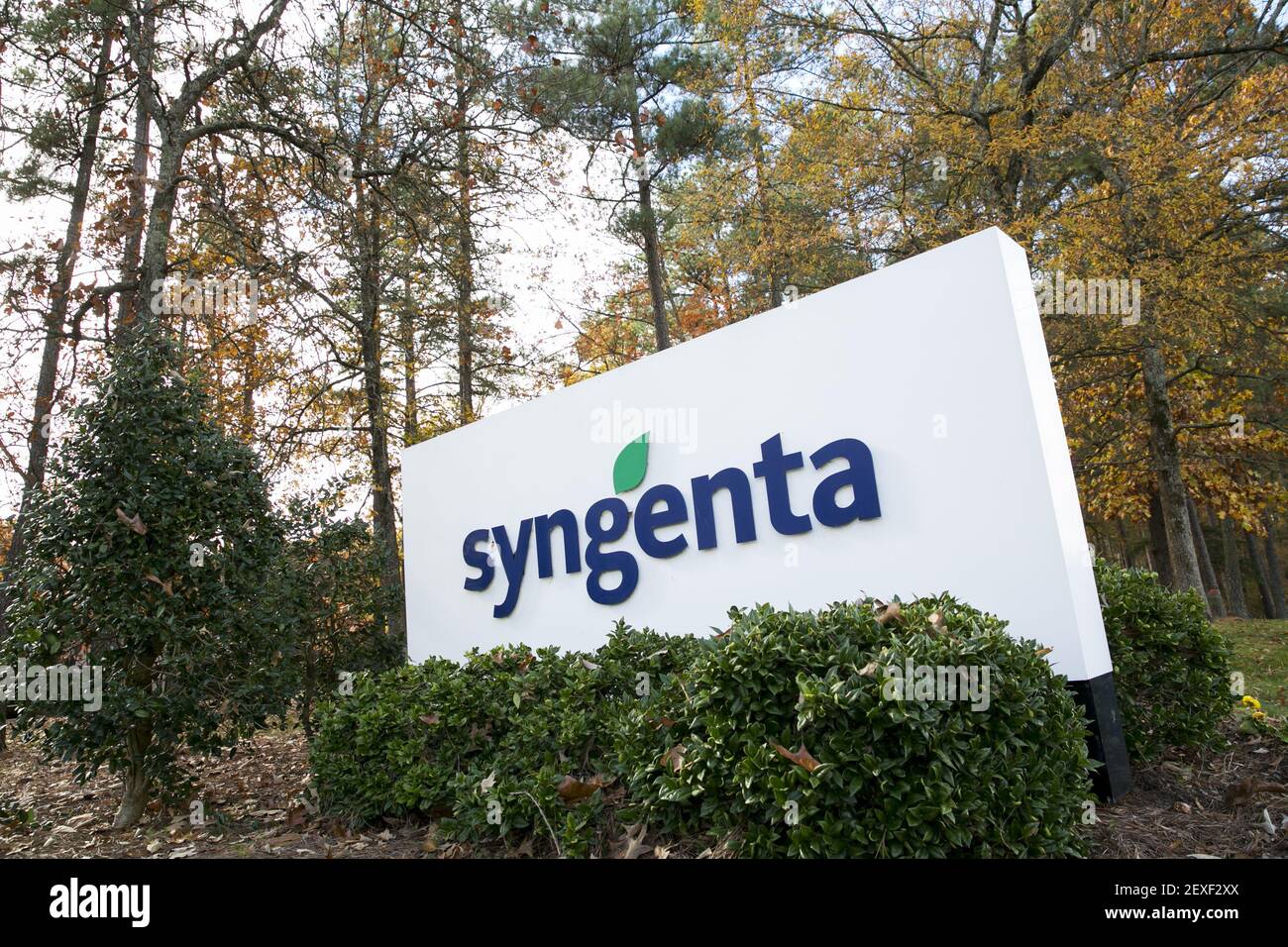 A logo sign outside of a facility occupied by Syngenta in Research ...