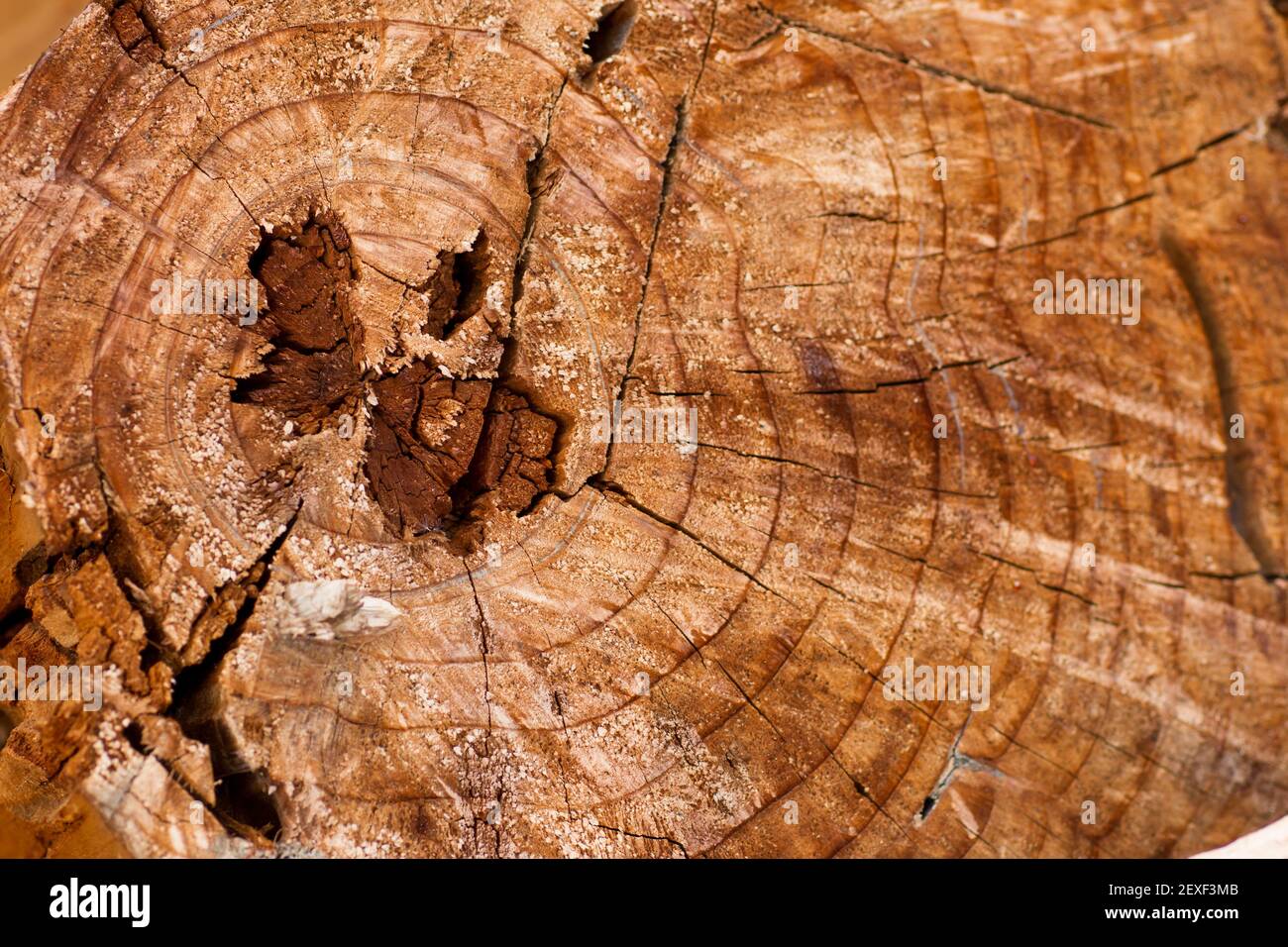 Brown concentric rings hi-res stock photography and images - Alamy