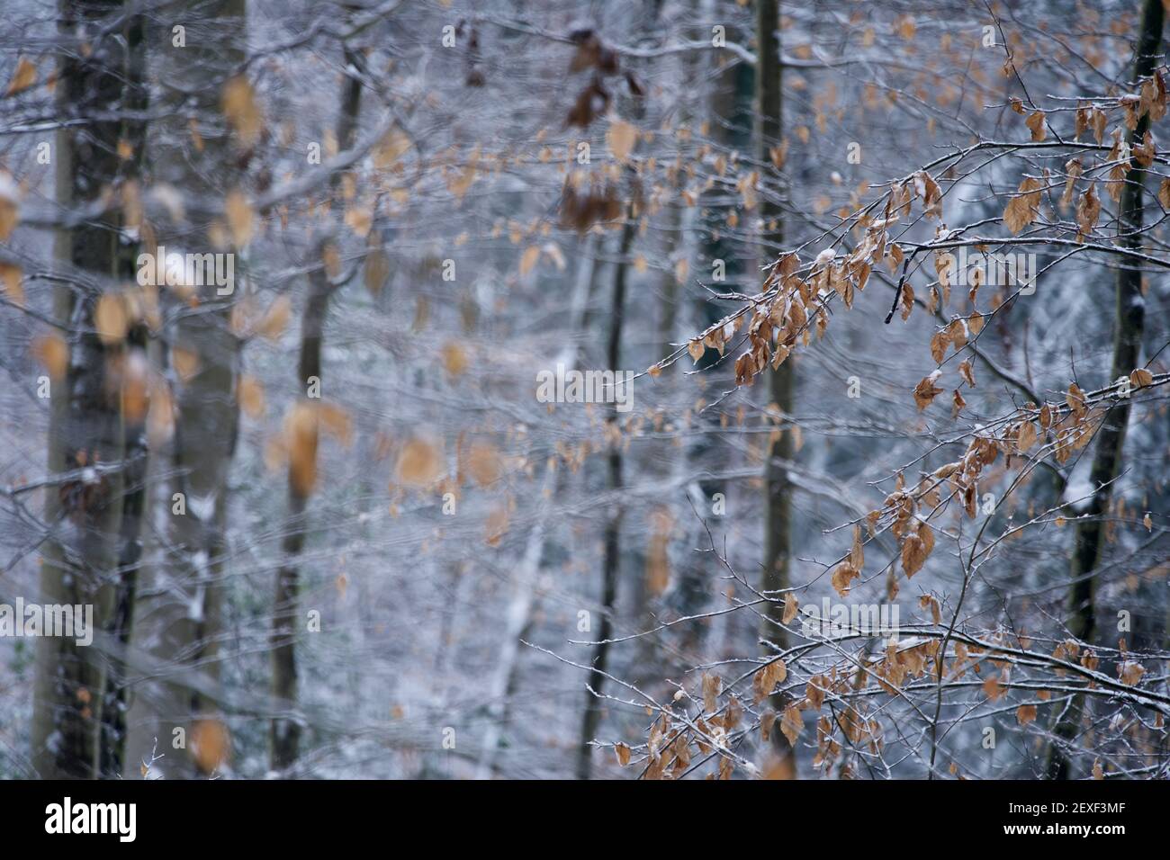 Beautiful shot snowy trees hi-res stock photography and images - Alamy