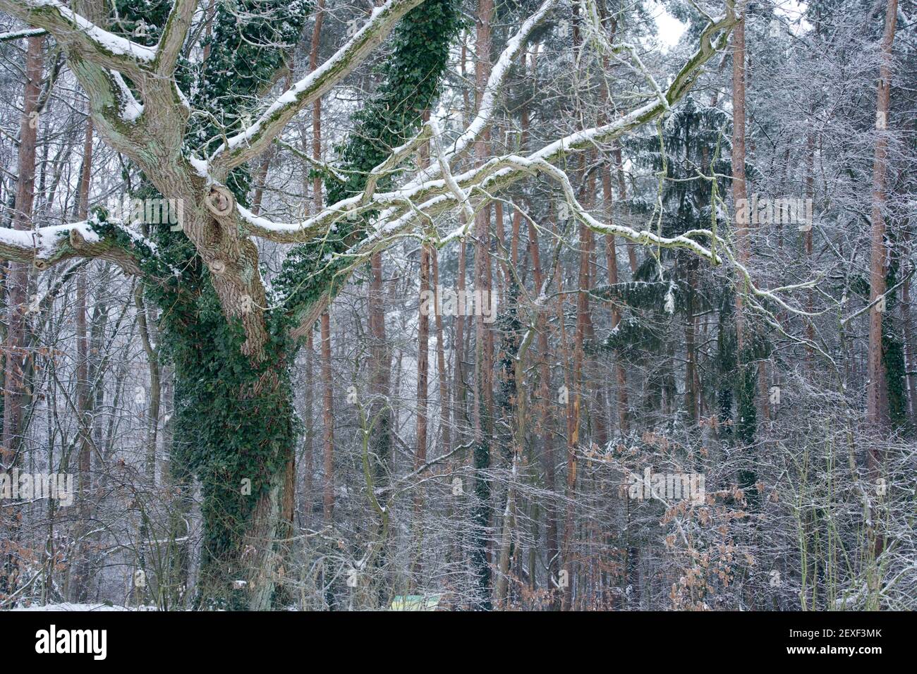A beautiful shot of snowy trees in a forest Stock Photo - Alamy