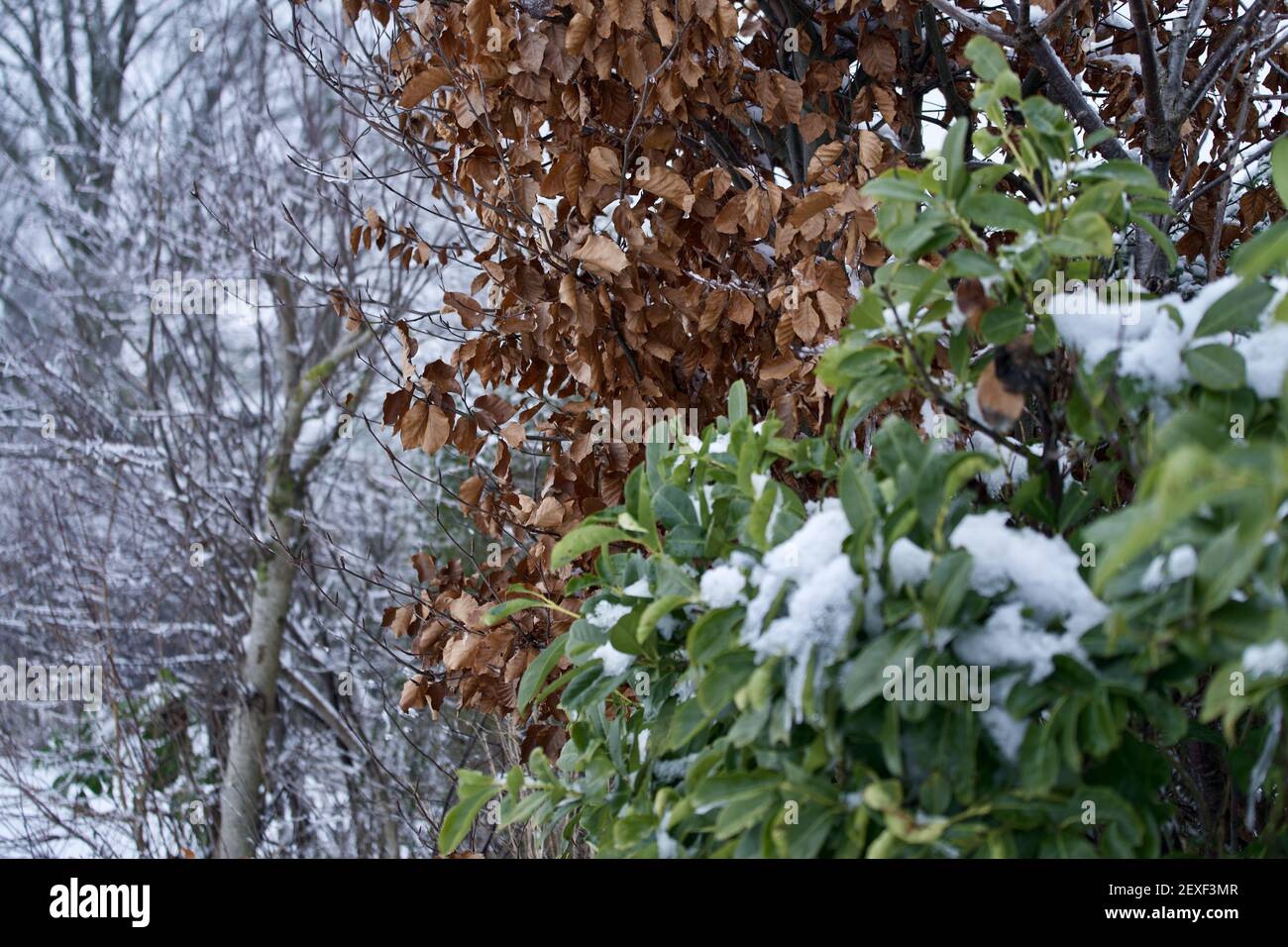 Beautiful shot snowy trees hi-res stock photography and images - Alamy